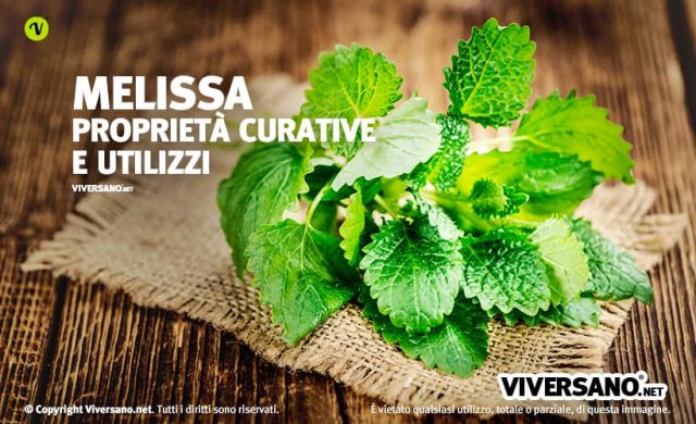 Melissa, la pianta che rilassa: proprietà, usi e controindicazioni