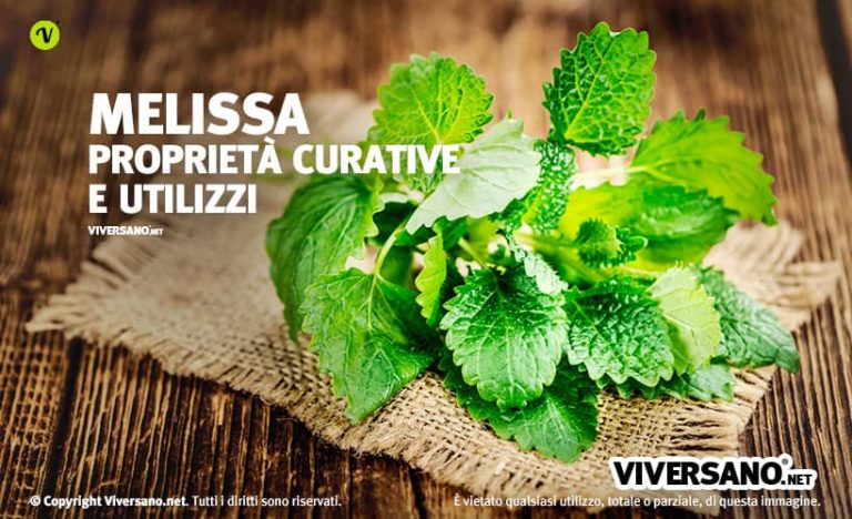 Melissa, la pianta che rilassa: proprietà, usi e controindicazioni