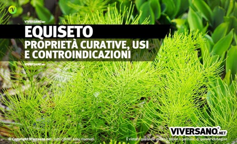 Equiseto: proprietà, benefici, usi erboristici e controindicazioni