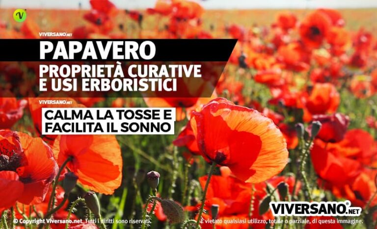 Papavero: proprietà e benefici, utilizzo in erboristeria e ...