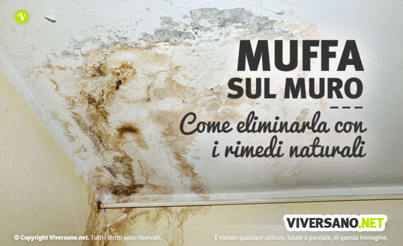 Come eliminare la muffa dai muri? Ecco i migliori rimedi per la muffa