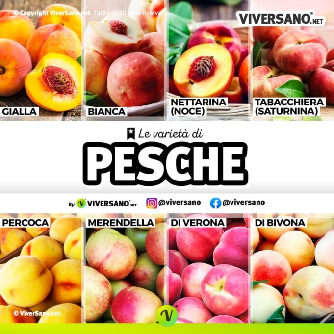 Pesca: tipi, proprietà, calorie e controindicazioni del frutto