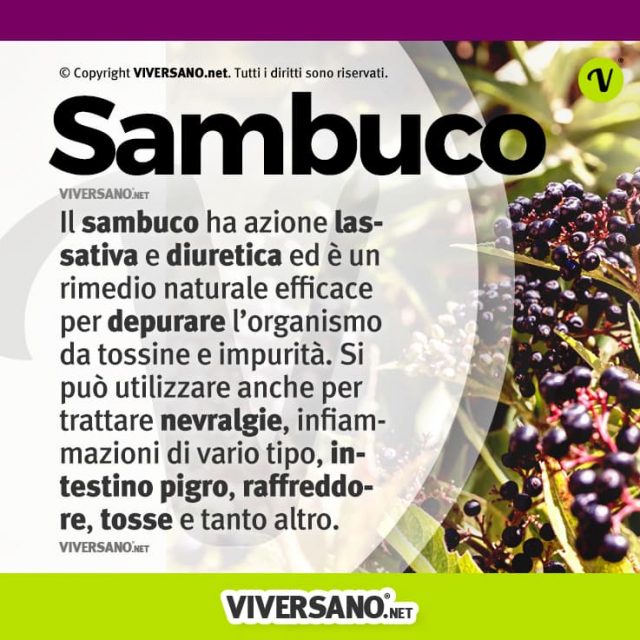 Sambuco: proprietà, usi e controindicazioni di fiori e bacche