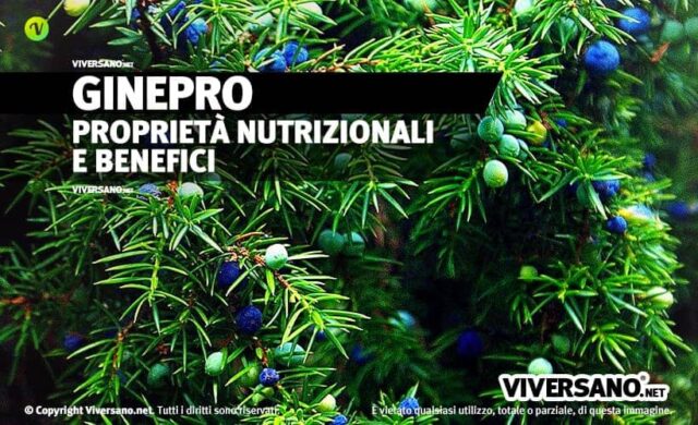 Ginepro: proprietà, benefici e come usare foglie e bacche