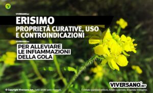 Erisimo: cos'è, proprietà, controindicazioni e dove si compra