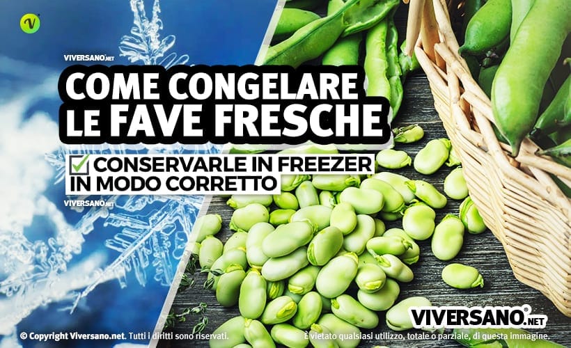 Come congelare le fave fresche crude o cotte e conservarle a lungo
